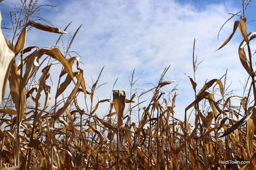 Three Ways To Celebrate Fall In Colorado Heiditown